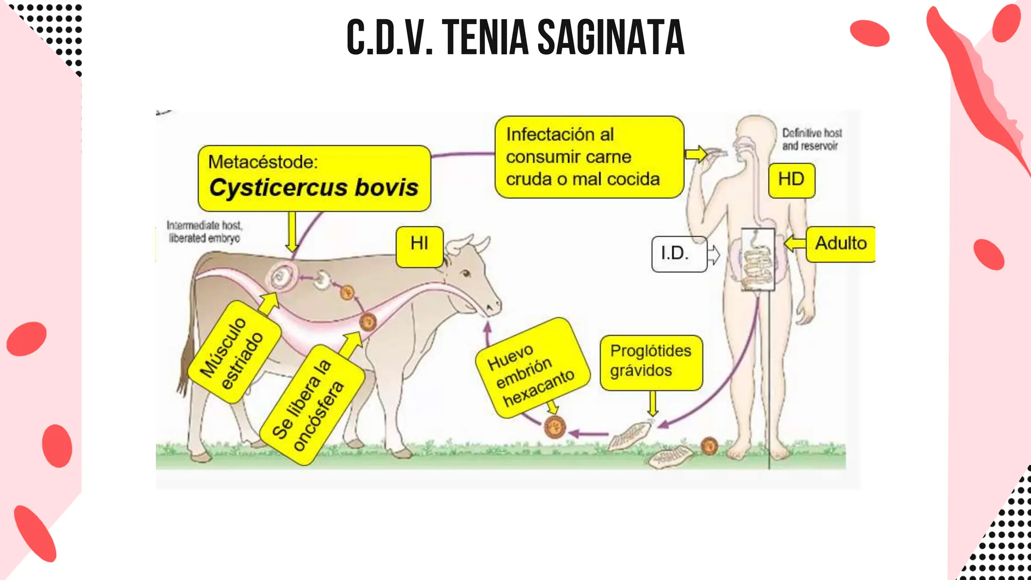 Parasitologia clase eucestoda de phylum platyhelmintes de genero ...