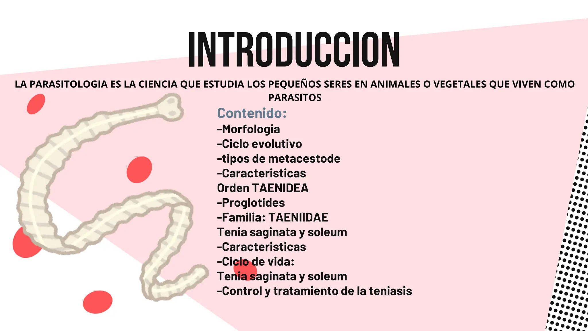 Parasitologia clase eucestoda de phylum platyhelmintes de genero ...