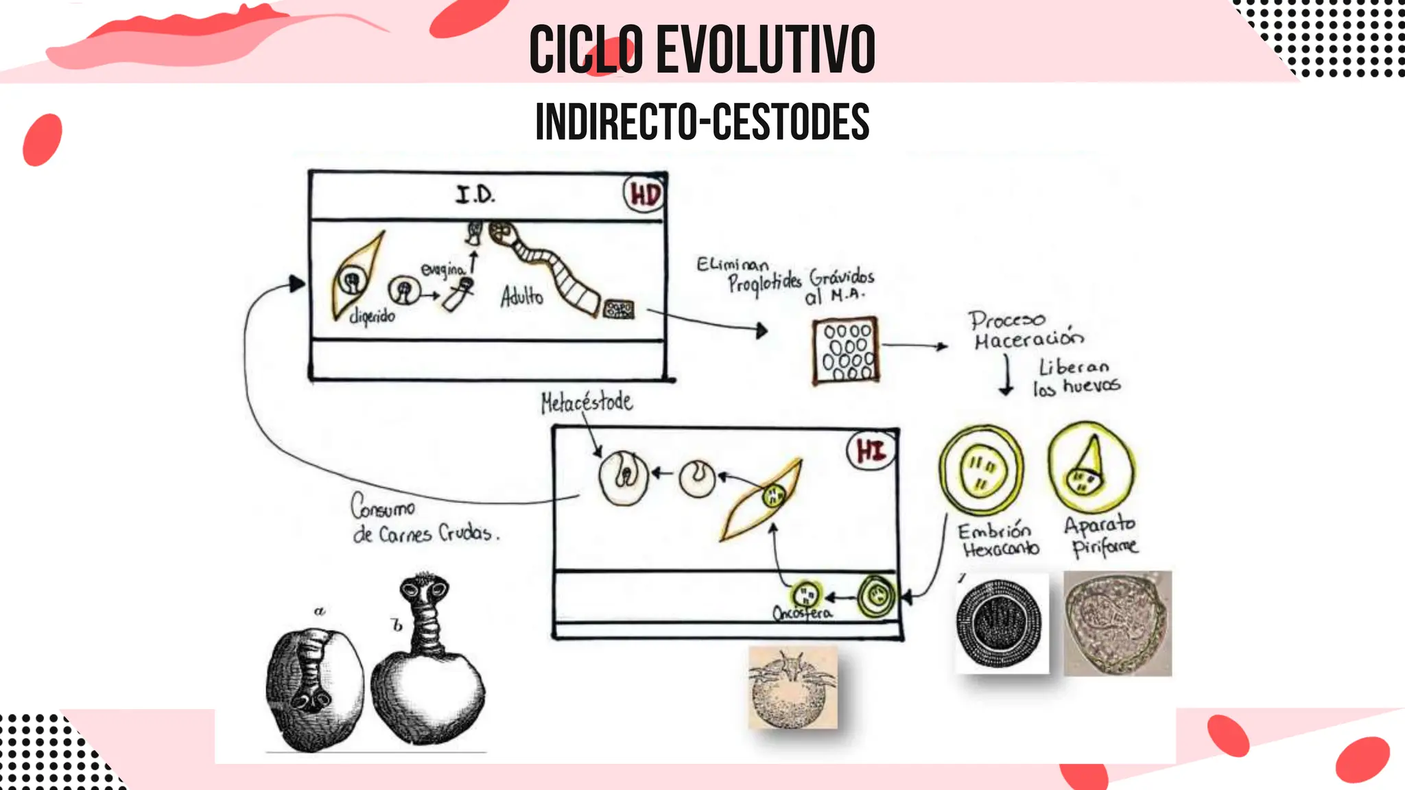Parasitologia clase eucestoda de phylum platyhelmintes de genero ...