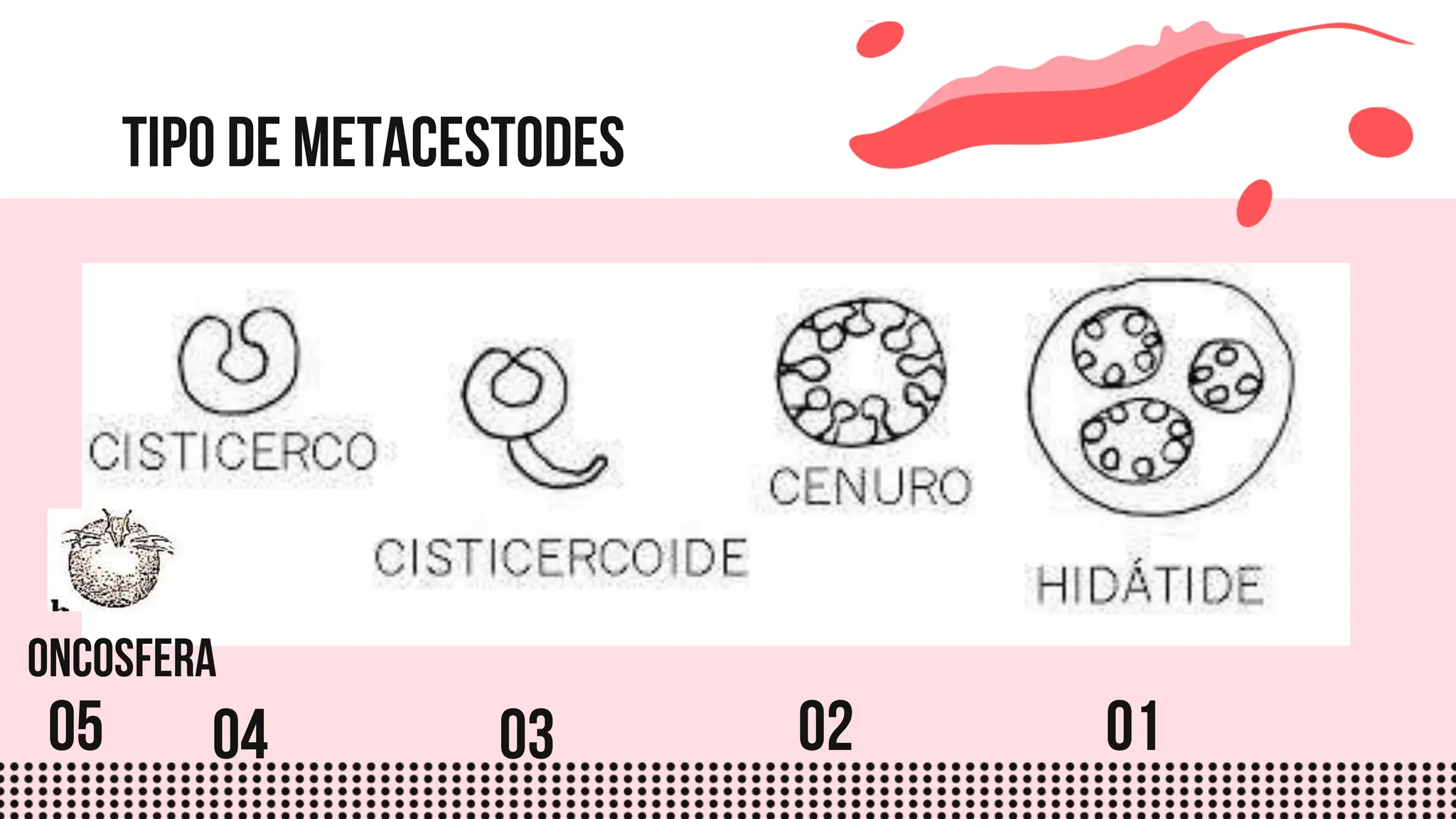 Parasitologia clase eucestoda de phylum platyhelmintes de genero ...