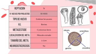 Parasitologia clase eucestoda de phylum platyhelmintes de genero ...