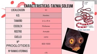 Parasitologia clase eucestoda de phylum platyhelmintes de genero ...