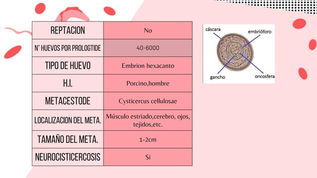 Parasitologia clase eucestoda de phylum platyhelmintes de genero ...
