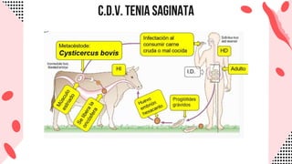Parasitologia clase eucestoda de phylum platyhelmintes de genero ...