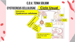 Parasitologia clase eucestoda de phylum platyhelmintes de genero ...