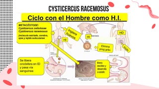 Parasitologia clase eucestoda de phylum platyhelmintes de genero ...