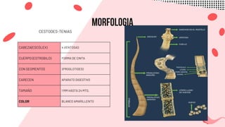 Parasitologia clase eucestoda de phylum platyhelmintes de genero ...