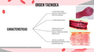 Parasitologia clase eucestoda de phylum platyhelmintes de genero ...