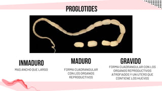 Parasitologia clase eucestoda de phylum platyhelmintes de genero ...