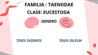 Parasitologia clase eucestoda de phylum platyhelmintes de genero ...