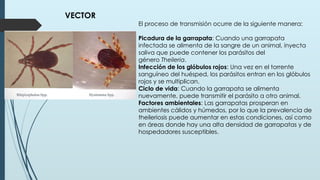 parasitologia G1.pptx en la medicina Veterinaria | PPTX
