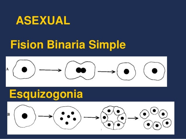Parasitologia importante 2010 2