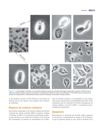 Parasitologia_Medica_Becerril_4aEd.pdf