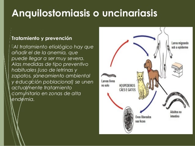 Uncinariasis O Anquilostomiasis Informacin Prctica