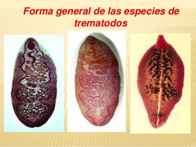 generalidades de los trematodos