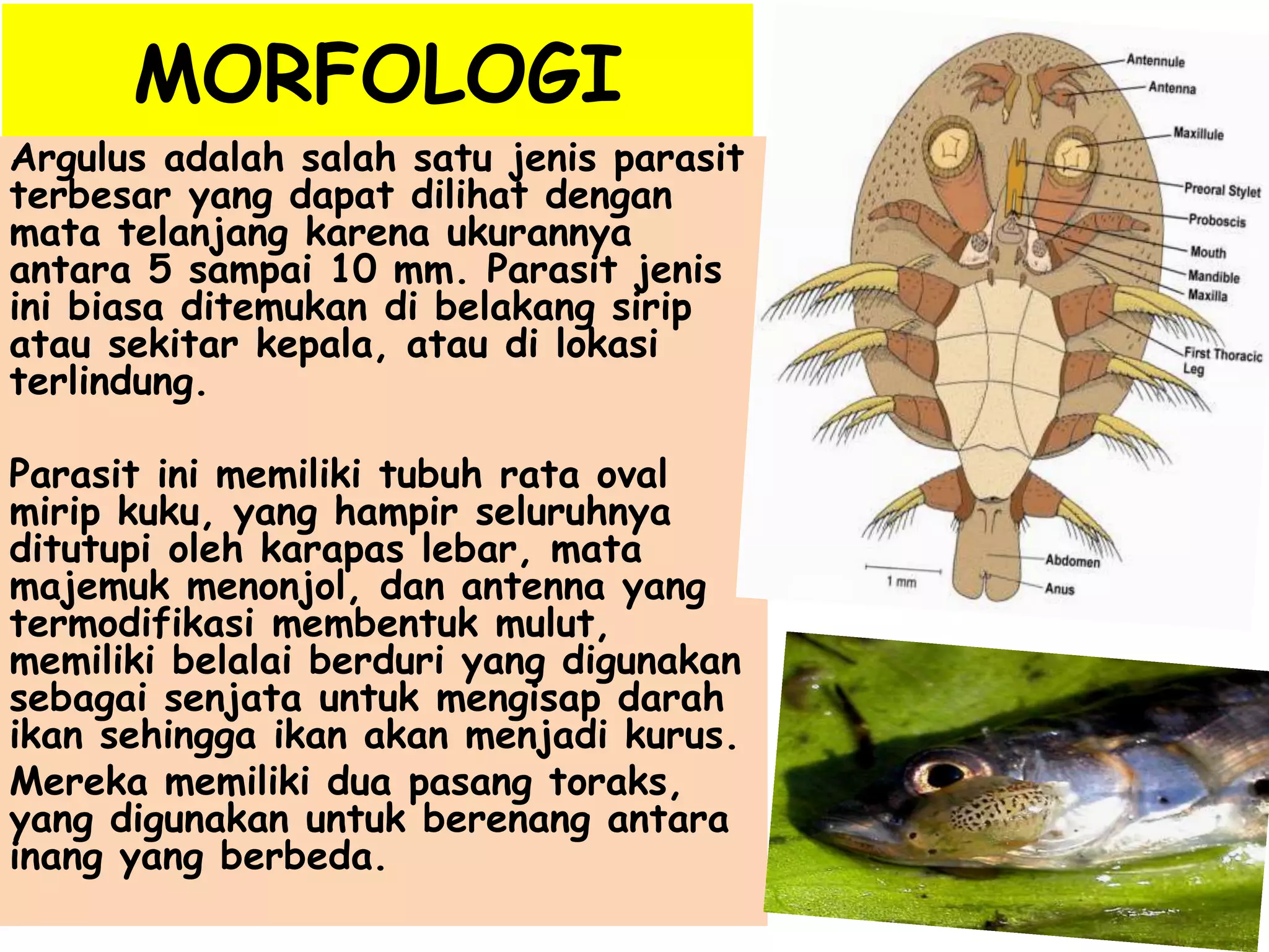 Parasitologi arthropoda presentation | PPTX