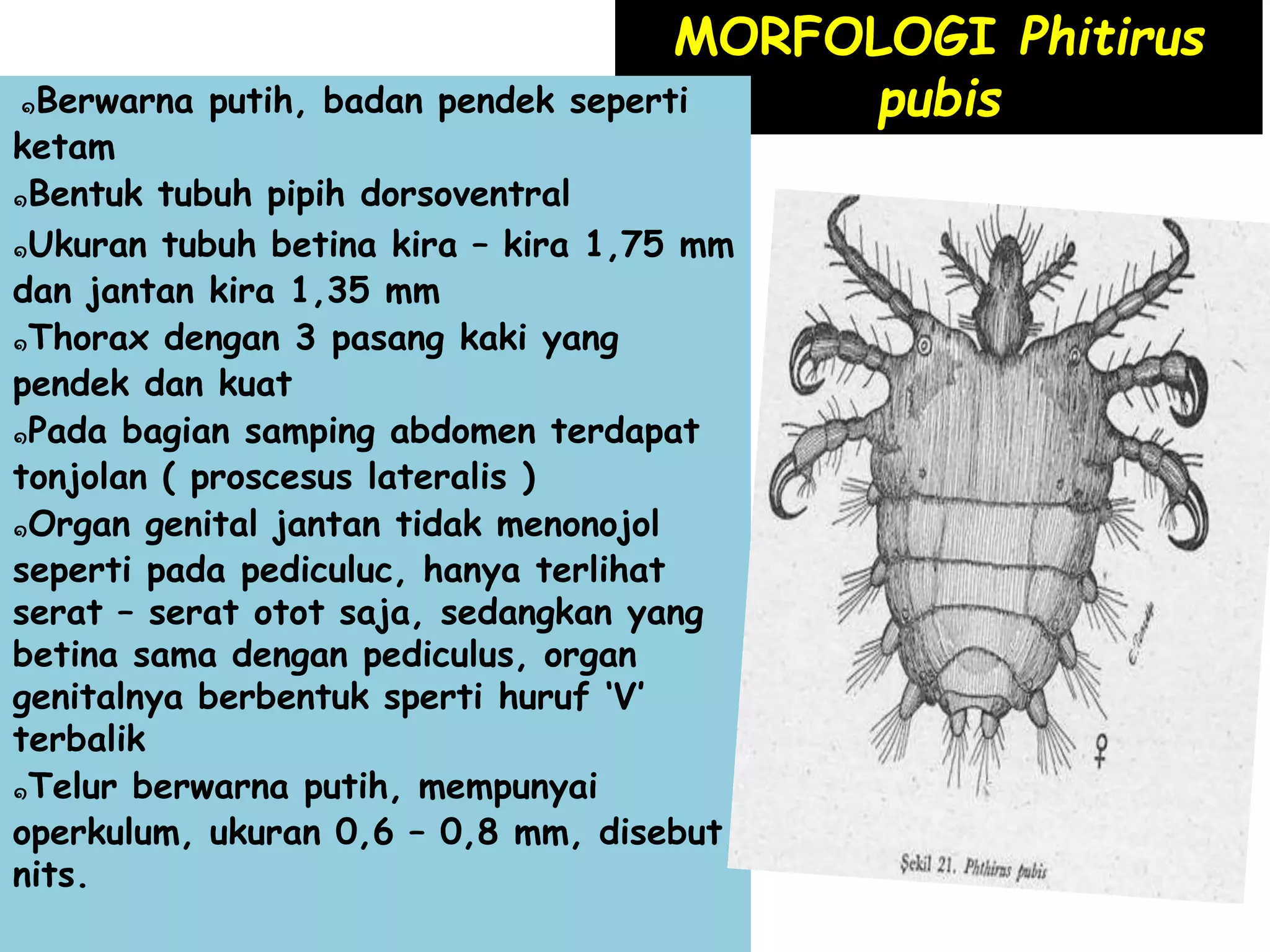 Parasitologi arthropoda presentation | PPTX