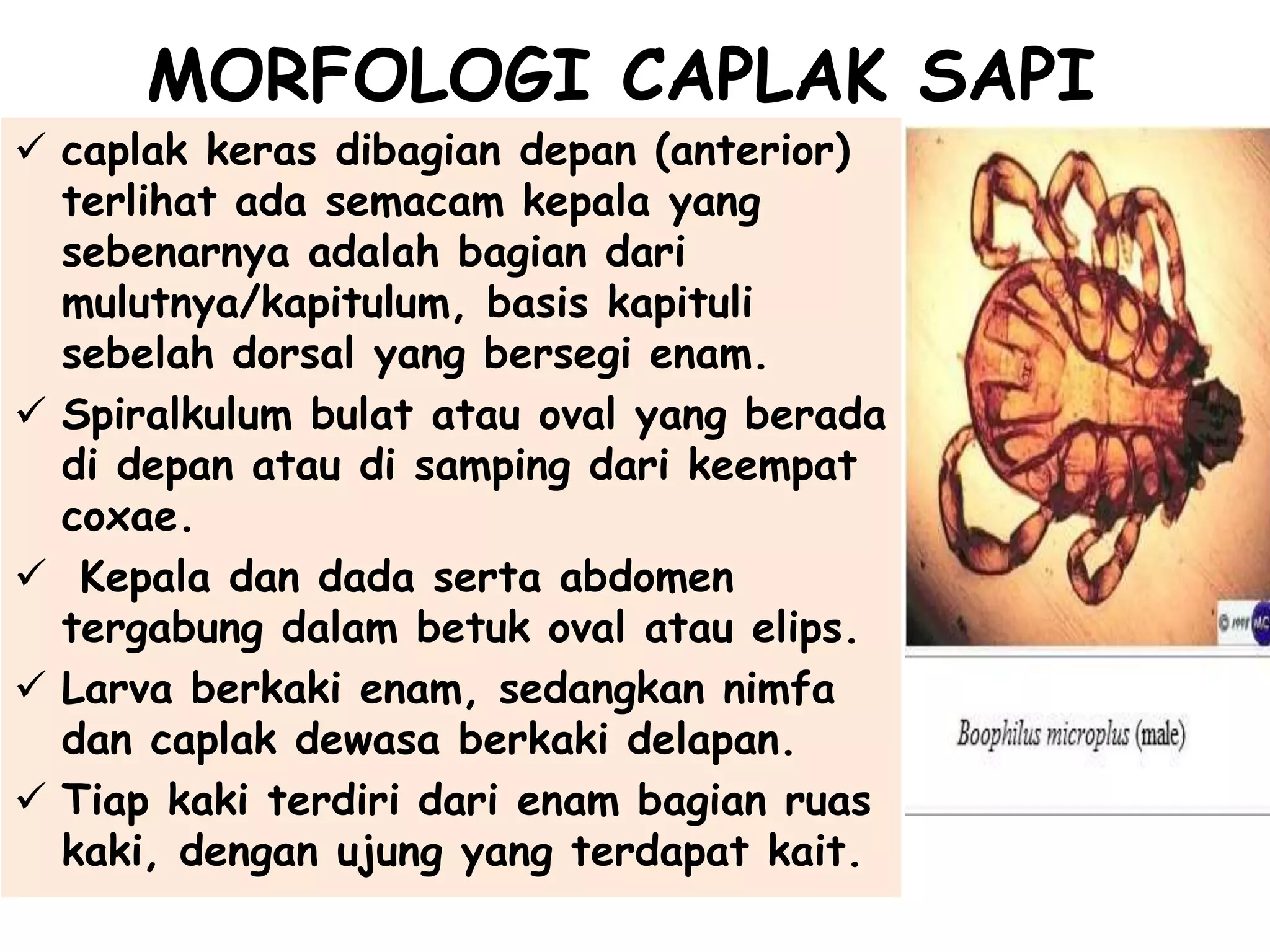 Parasitologi arthropoda presentation | PPTX