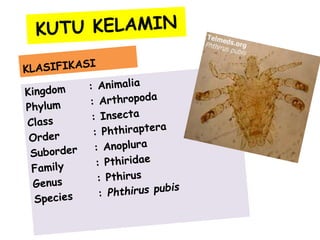 Parasitologi arthropoda presentation | PPTX
