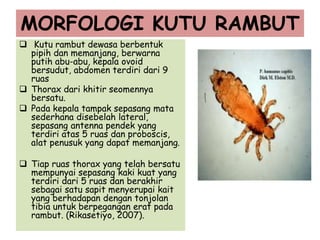 Parasitologi arthropoda presentation | PPTX
