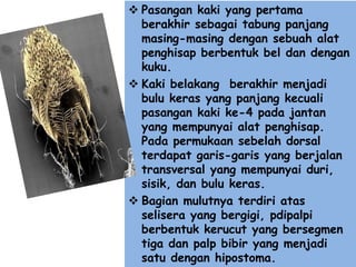 Parasitologi arthropoda presentation | PPTX