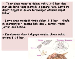 Parasitologi arthropoda presentation | PPTX