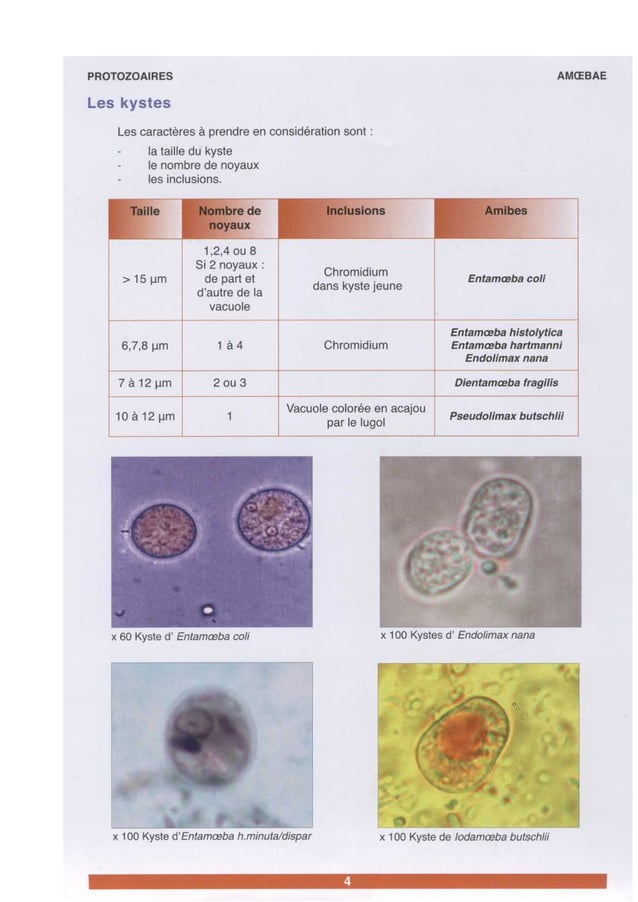 Parasitologie fiches pratiques | PDF