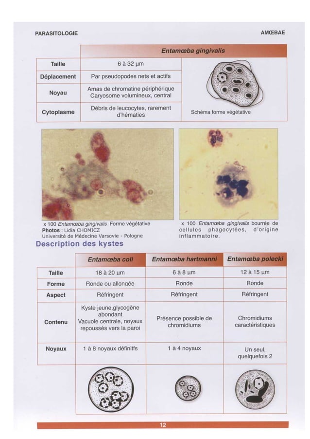 Parasitologie fiches pratiques | PDF
