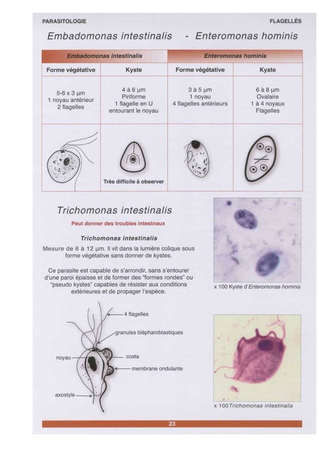 Parasitologie fiches pratiques | PDF