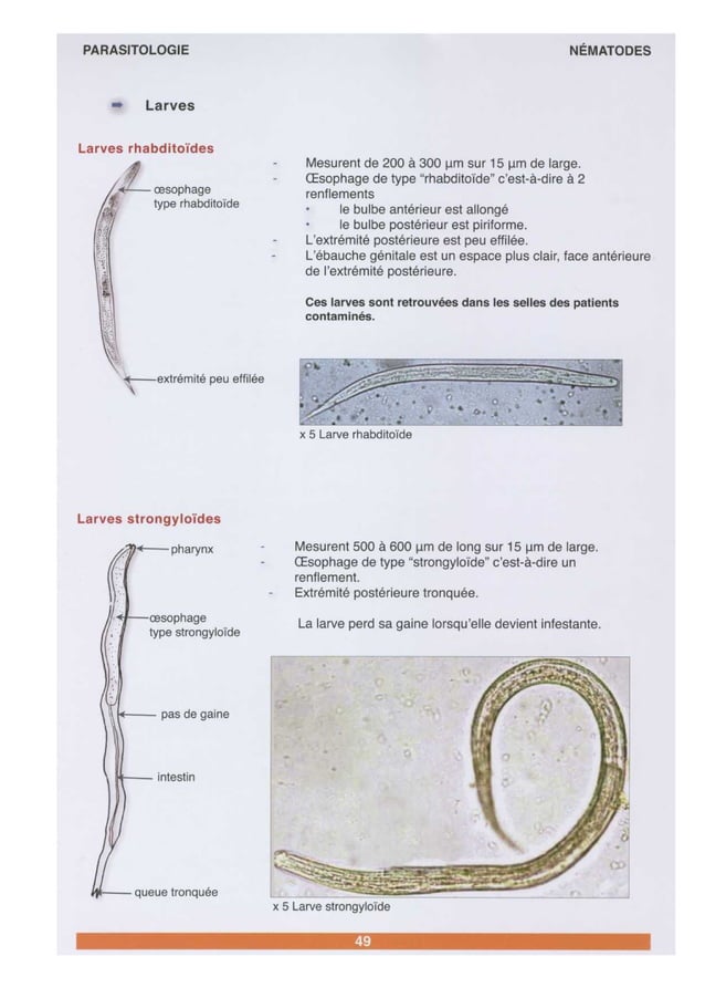 Parasitologie fiches pratiques | PDF