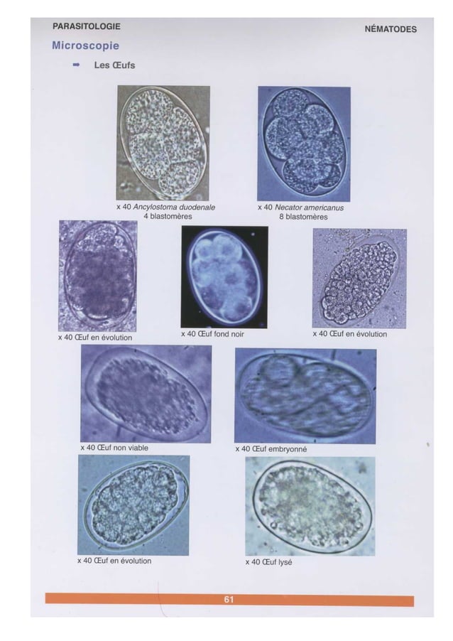 Parasitologie fiches pratiques | PDF
