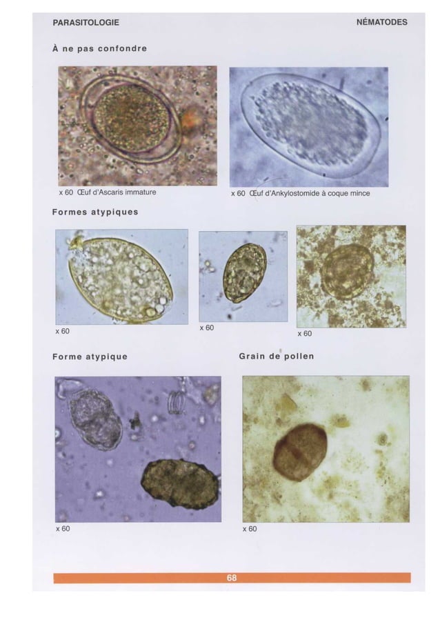 Parasitologie fiches pratiques | PDF