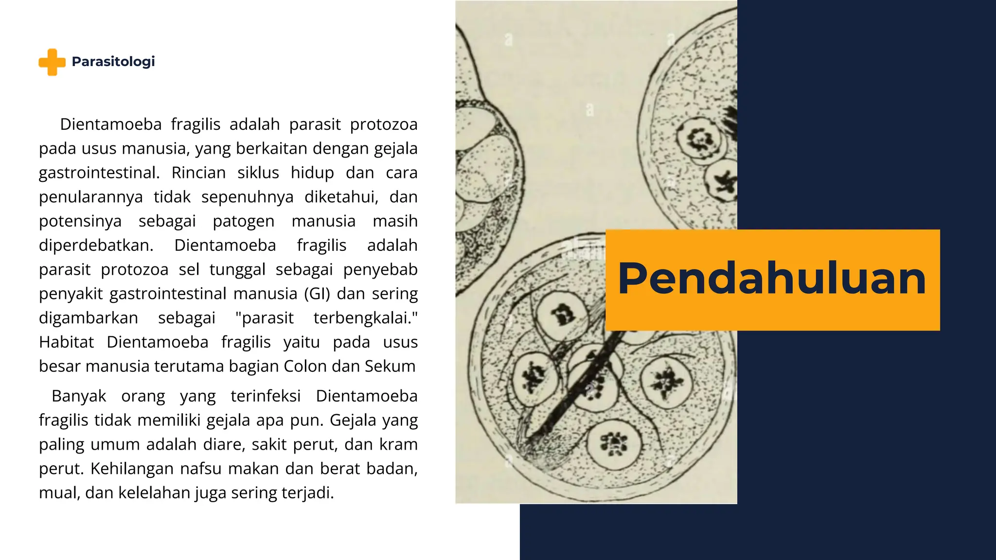 Parasitologi II kl8 DiEntamoeba Fragilis | PPTX