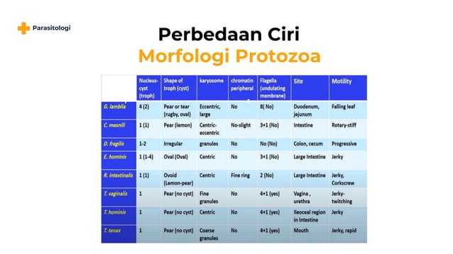 Parasitologi II kl8 DiEntamoeba Fragilis | PPTX