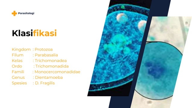 Parasitologi II kl8 DiEntamoeba Fragilis | PPTX
