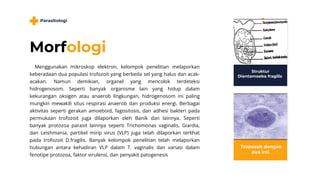 Parasitologi II kl8 DiEntamoeba Fragilis | PPTX