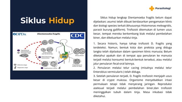 Parasitologi II kl8 DiEntamoeba Fragilis | PPTX