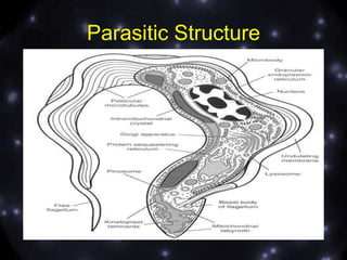 Parasitology | PPTX