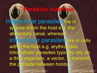 Parasitology | PPTX