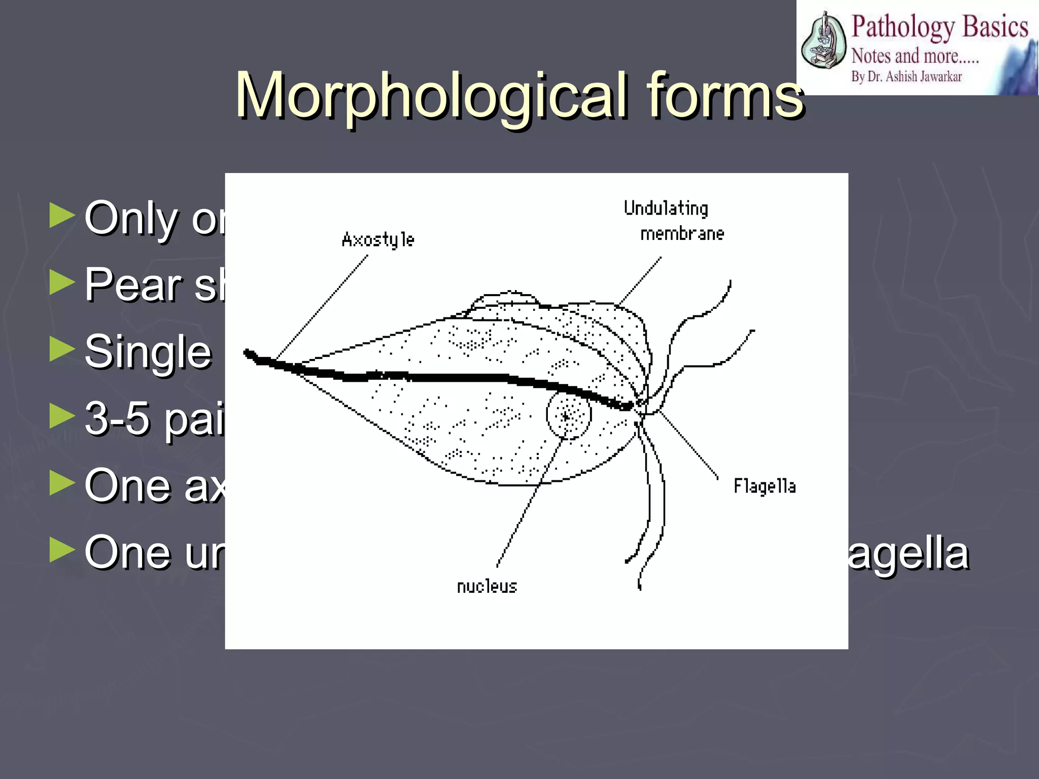 Parasitology | PPT