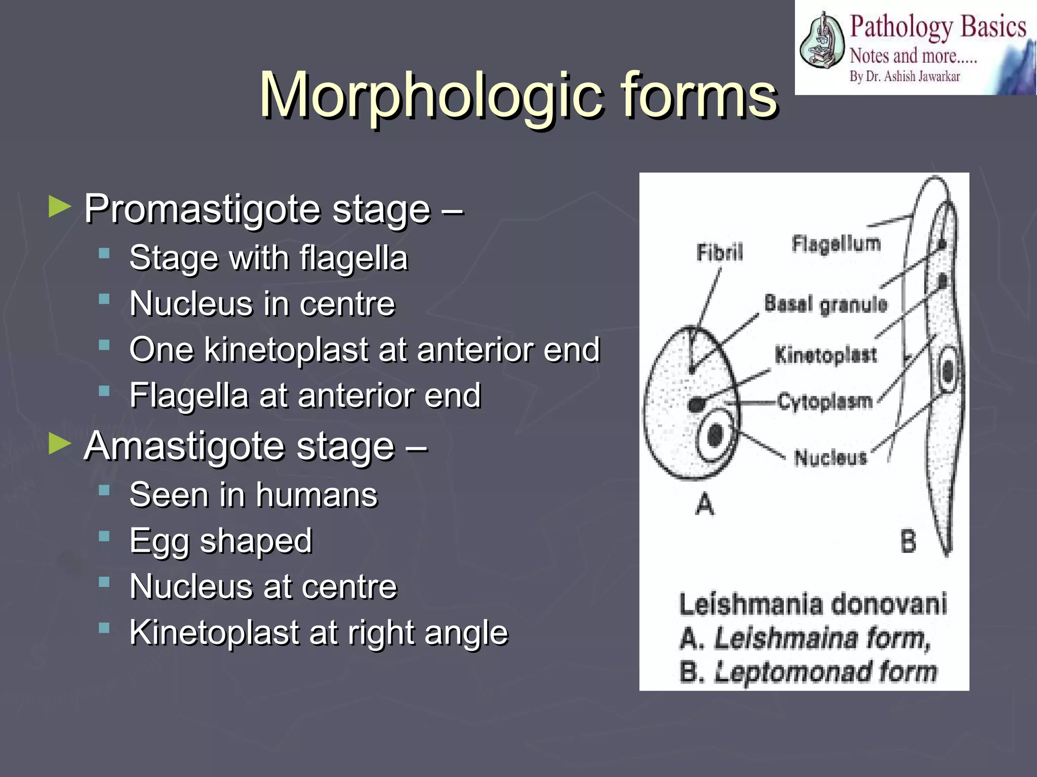 Parasitology | PPT