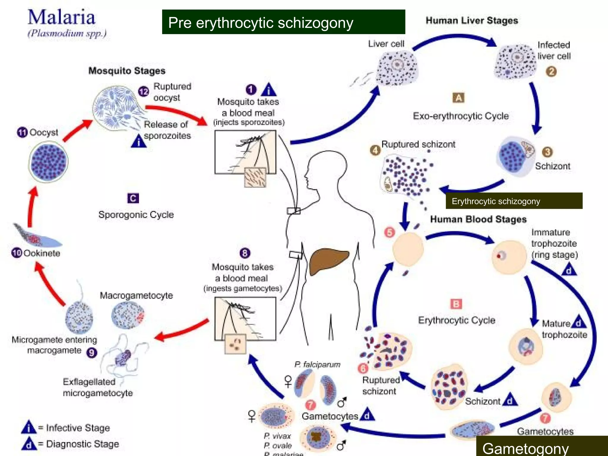 Parasitology | PPT