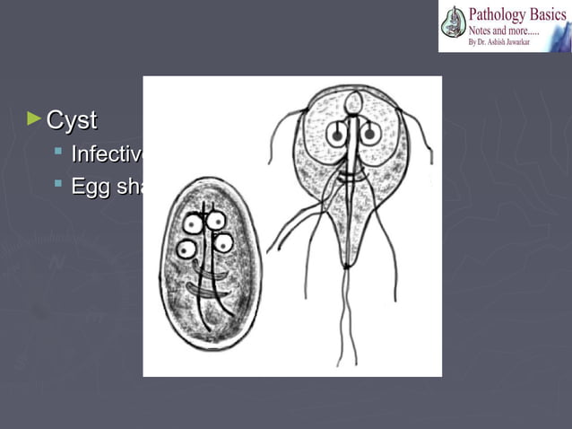 Parasitology | PPT