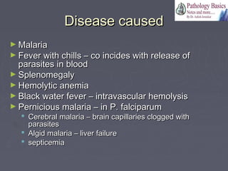 Parasitology | PPT