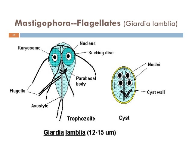 Review of Parasitology