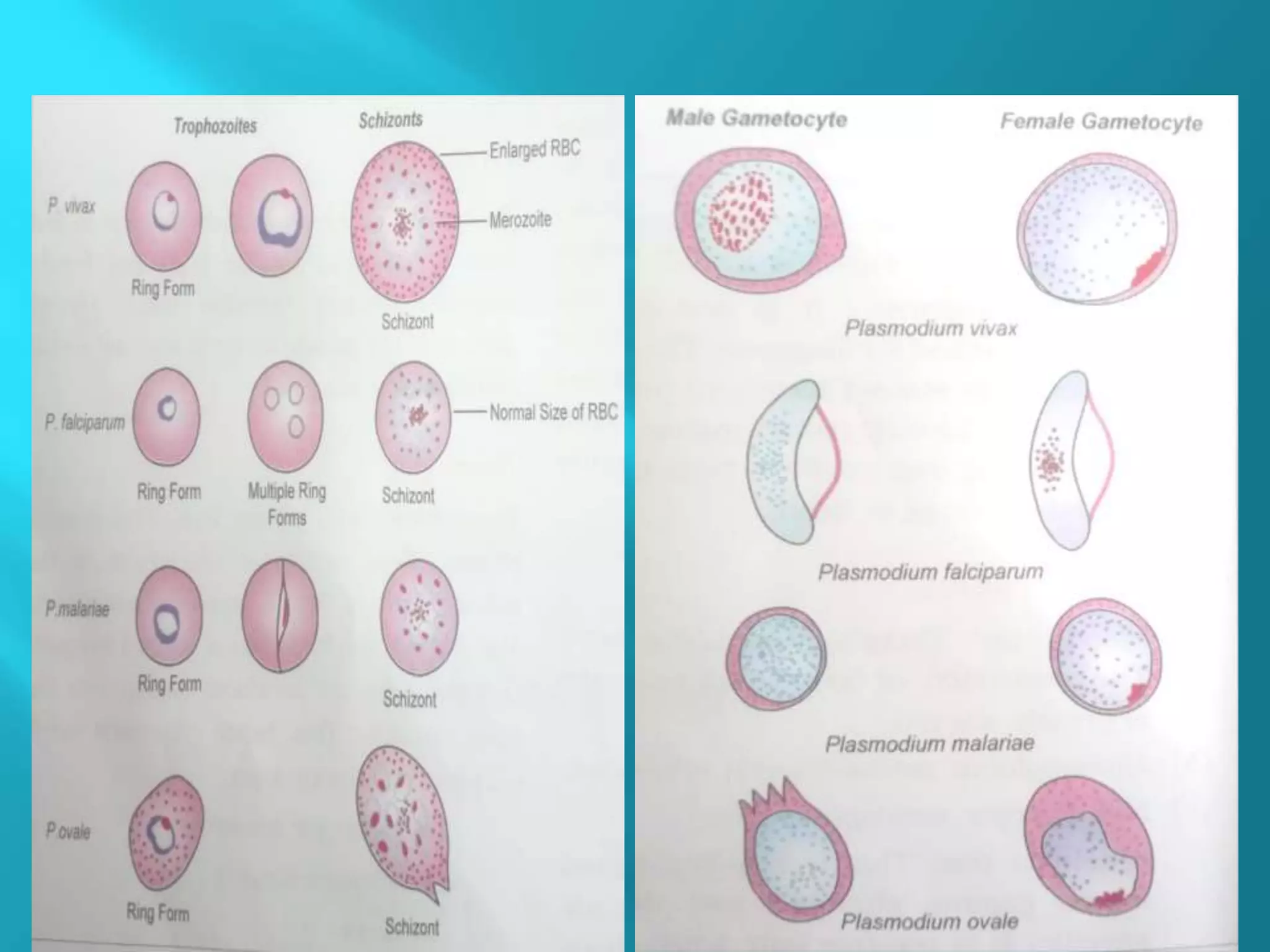 Parasitology (plasmodium) | PPTX