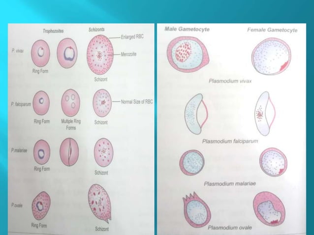 Parasitology (plasmodium) | PPTX | Blood Disorders | Diseases and ...