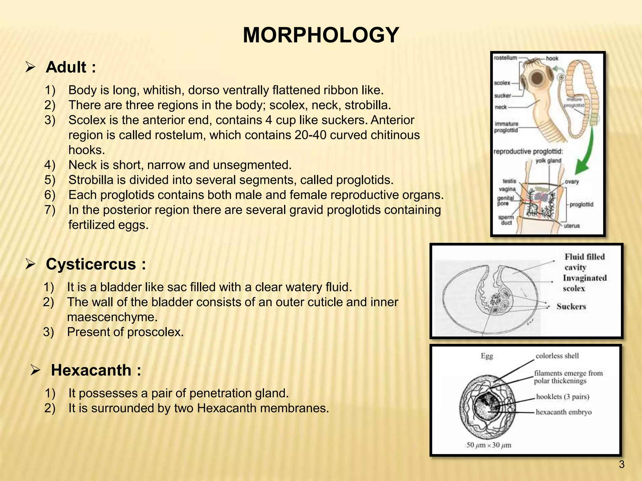 Taenia solium | PPTX
