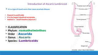 ASCARIS LUMBRICOID nematodes parasite .pptx