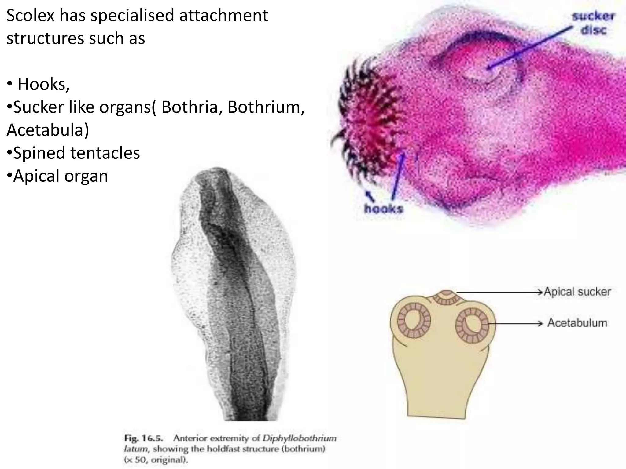 Parasites metazoan (cestode, nematode,acantho) | PPTX